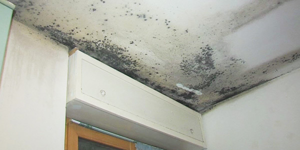 Eliminare definitivamente la muffa? Si può, scopri come fare - Muffa ko